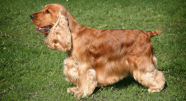 Cocker spaniel angielski – wszystkie informacje i opis rasy - Zoocial.pl